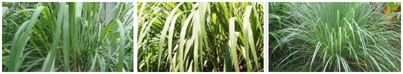 AgriMahiti